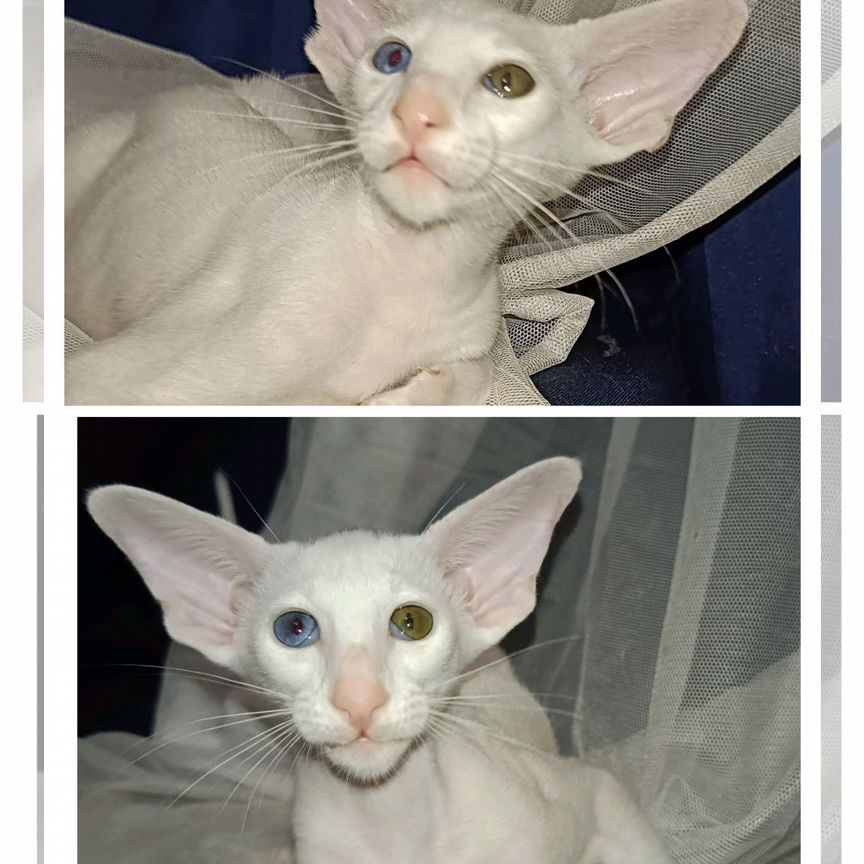 Ориентальный котёнок