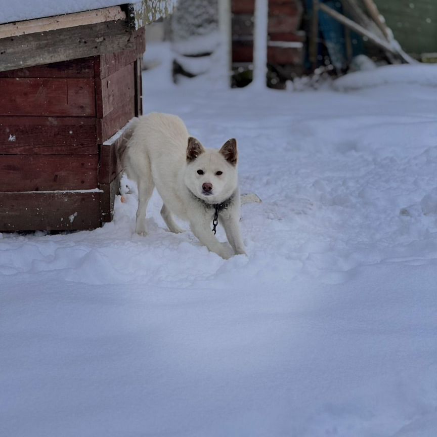 Сибирский хаски, взрослая собака
