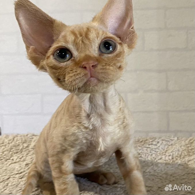 Девочка девон-рекс миниатюрная малышка