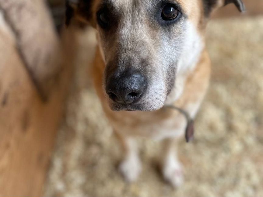 Ласковая добрая собака скучает в приюте