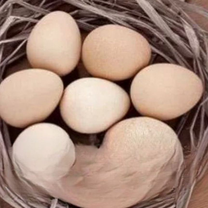 Яйцо цесарки на инкубацию