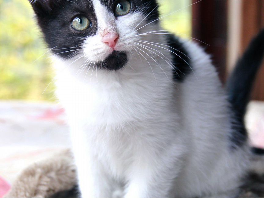 Котенок в добрые руки