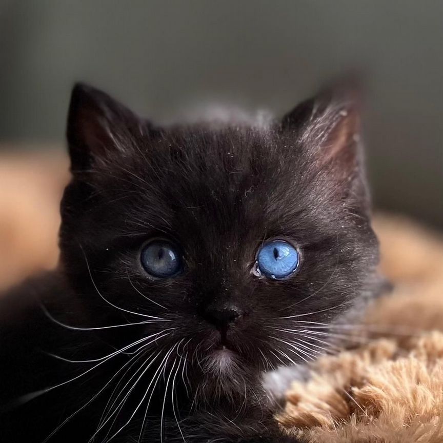 Разноглазый парень