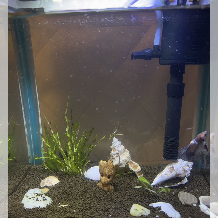 Аквариум с жителями