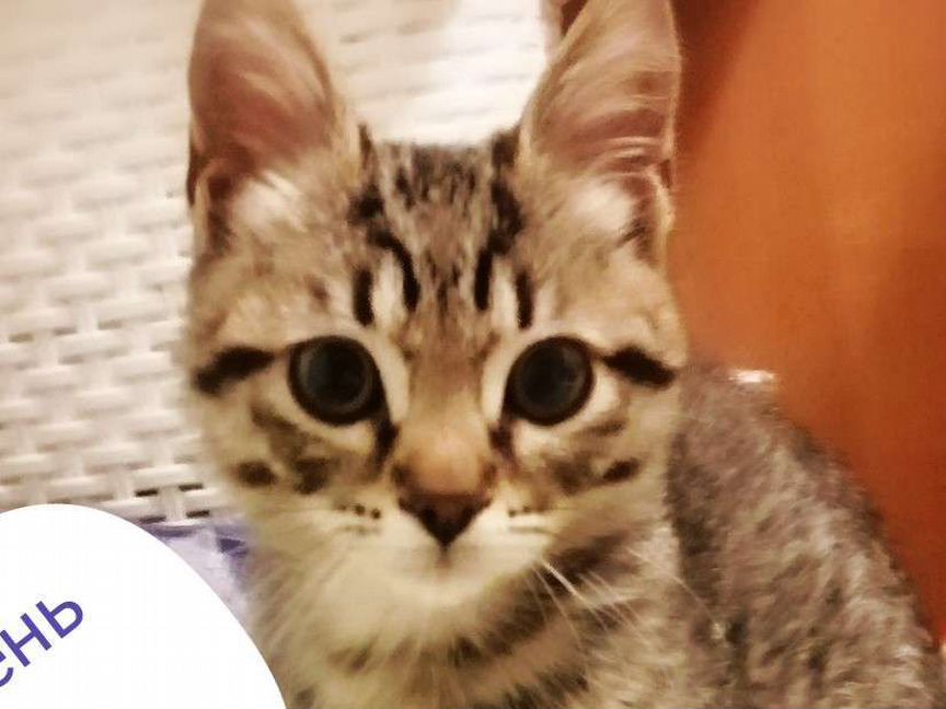 Ласковый котенок, мальчик, в добрые руки
