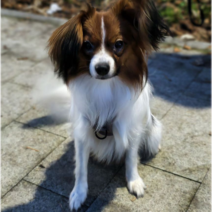 Континентальный той-спаниель папильон, щенок