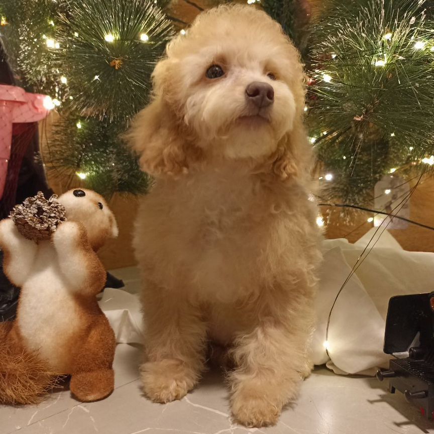 Пудель, щенок