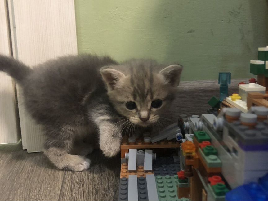 Не породисьая кошечка