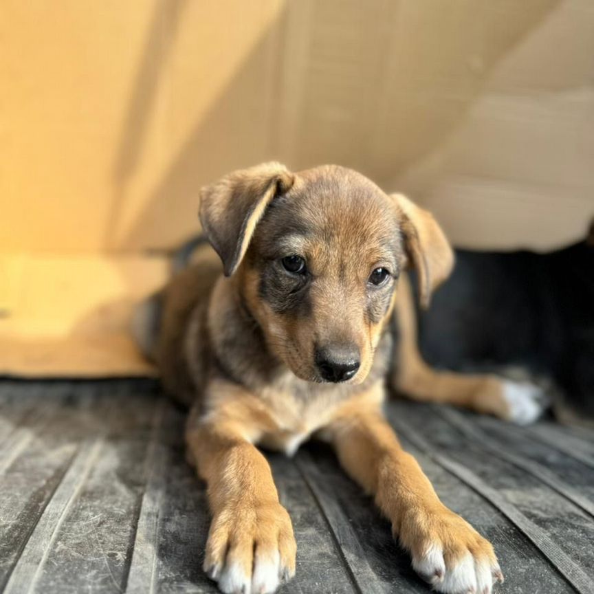 Щенок Габи в добрые руки