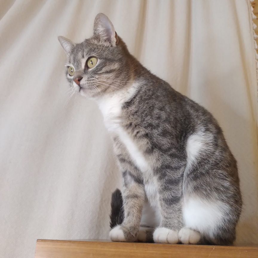 Молоденькая кошечка ищет дом