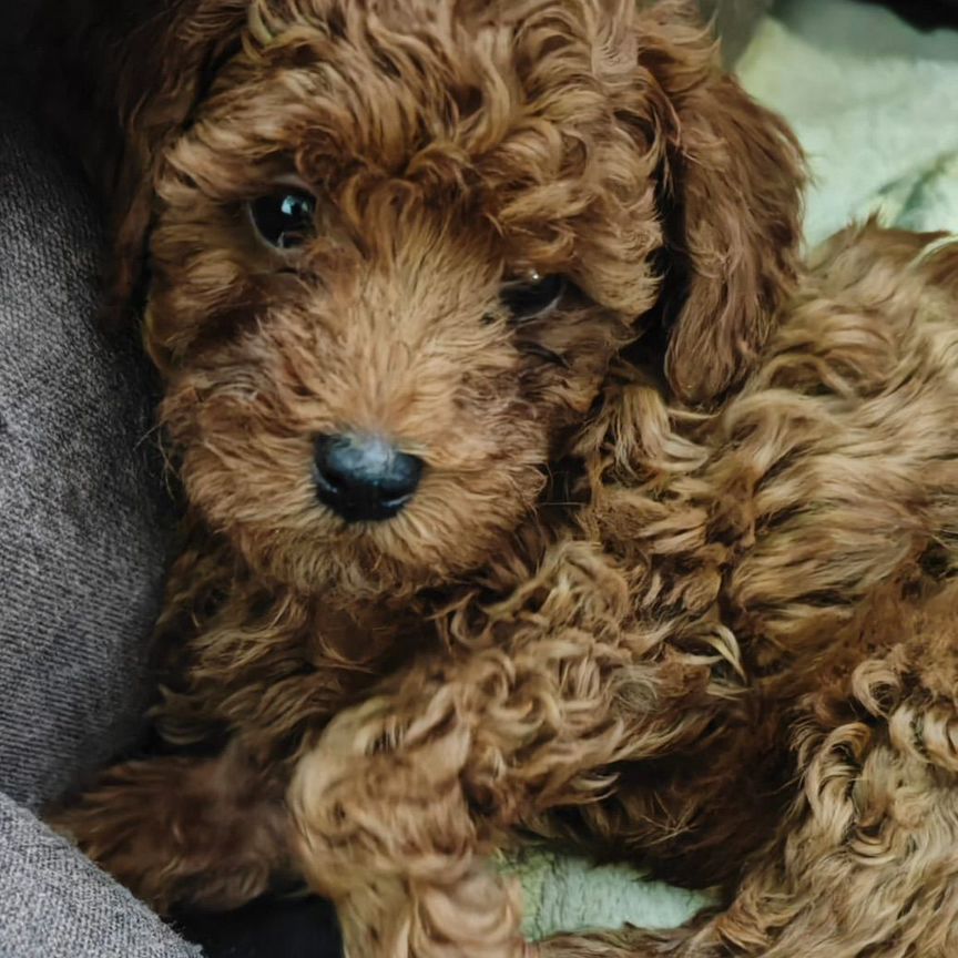 Той-пудель, щенок