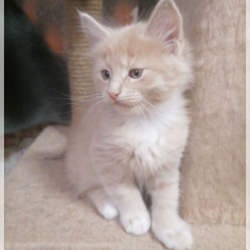 Мейн-кун котёнок