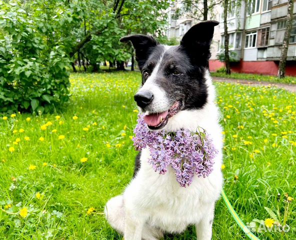 Вся жизнь прошла в клетке приюта