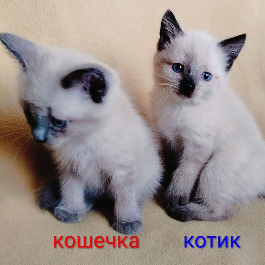 Сиамский котёнок