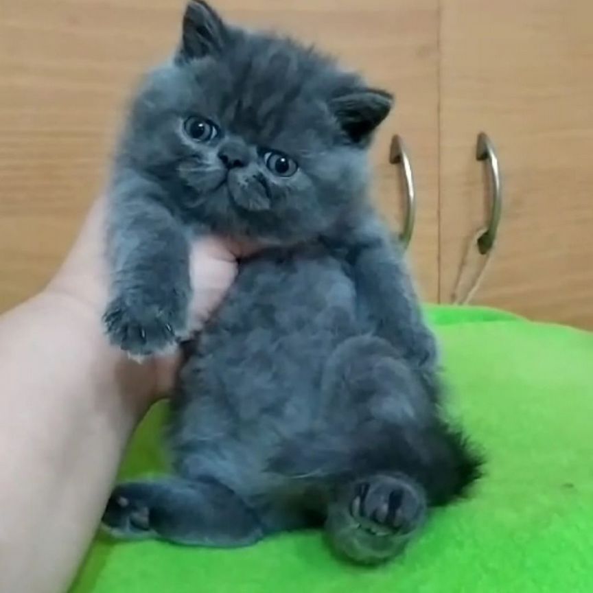 Экзотические принцессы)