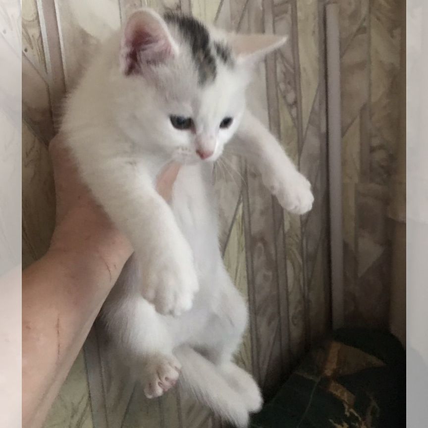 Шотландский прямоухий короткошёрстный котёнок