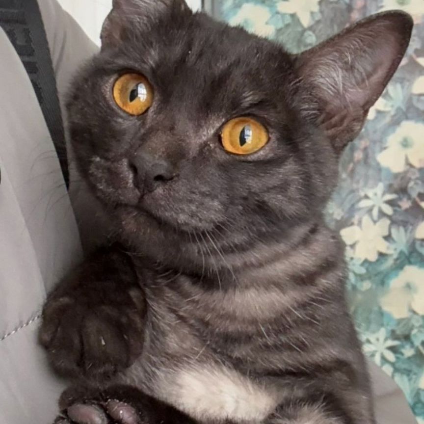 Кошка