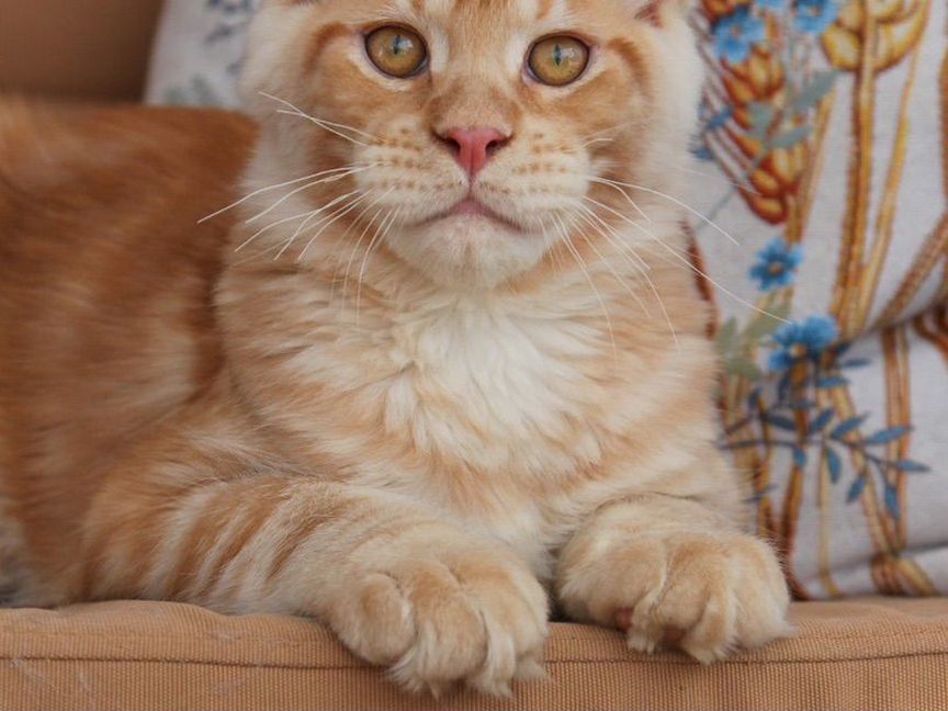 Подрощенный котенок мейн-кун домашним любимцем