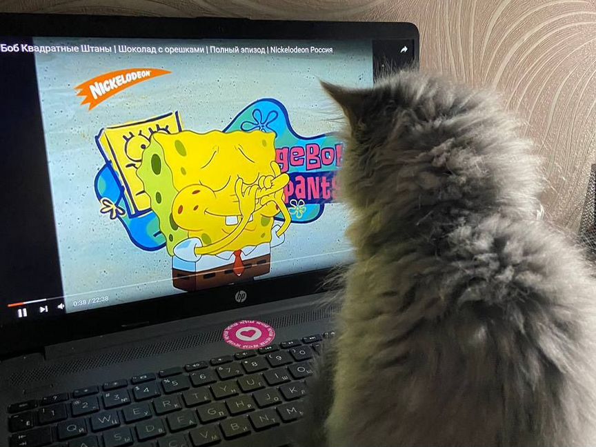 Шотланский котенок девочка