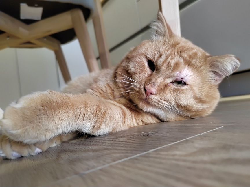 Рыжка, огромное рыжее солнышко, 1 год