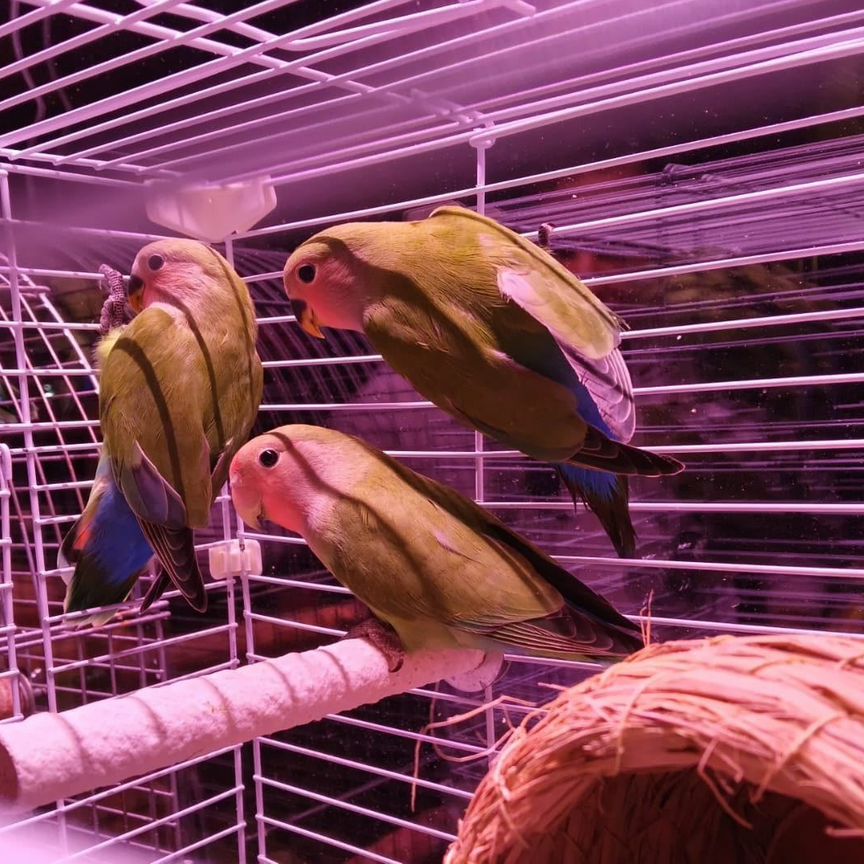 Попугаи неразлучники