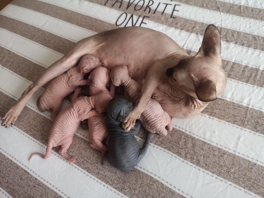 Котята сфинкс