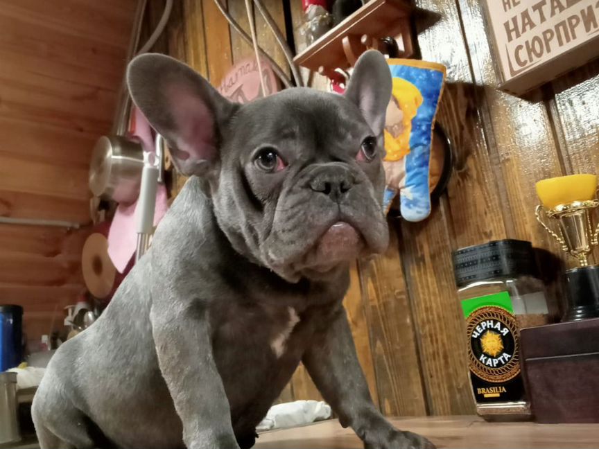 Настоящий Французский пирожок 6мес