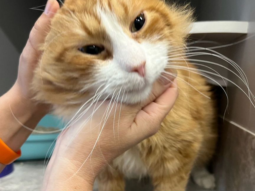 Ласковый котик мечтает о доме