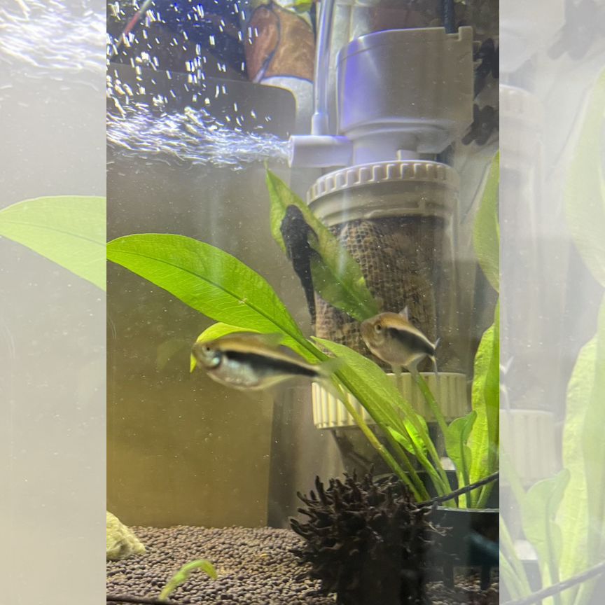 Черный неон рыбка в аквариум