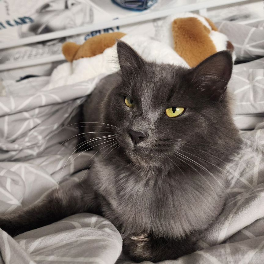 Взрослый кот от частного владельца