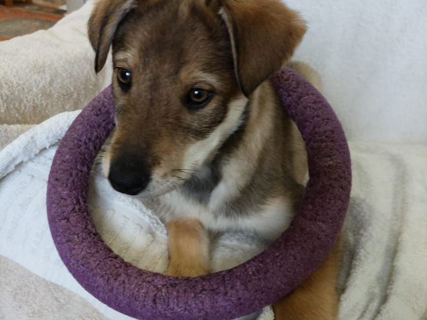 Домашний щенок выброшен на улицу