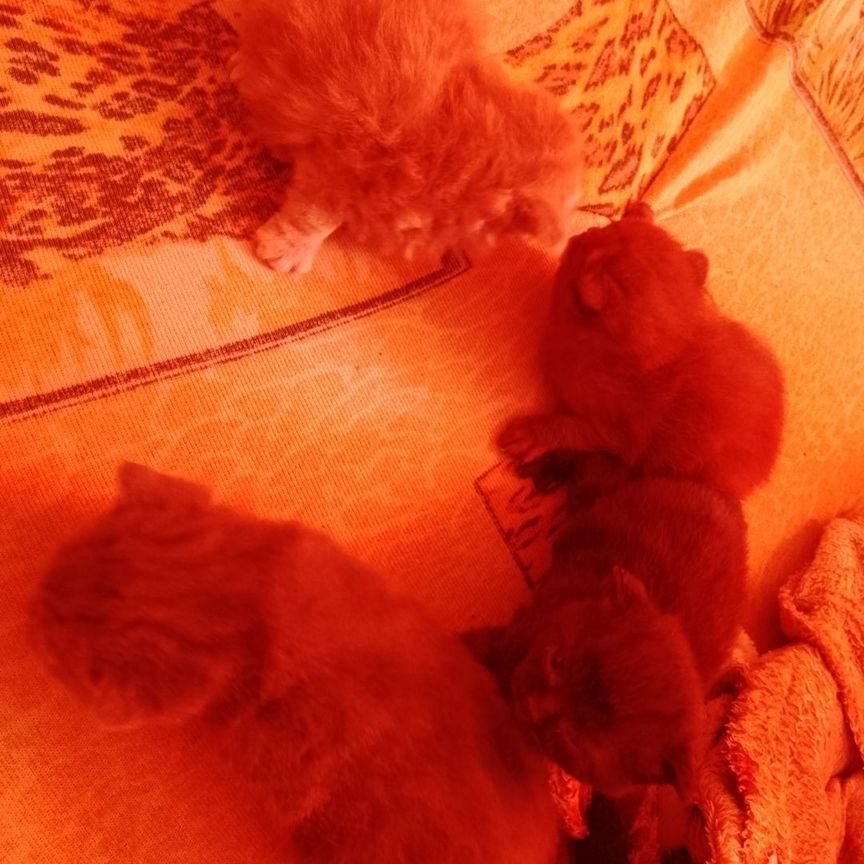 Шатланские котята