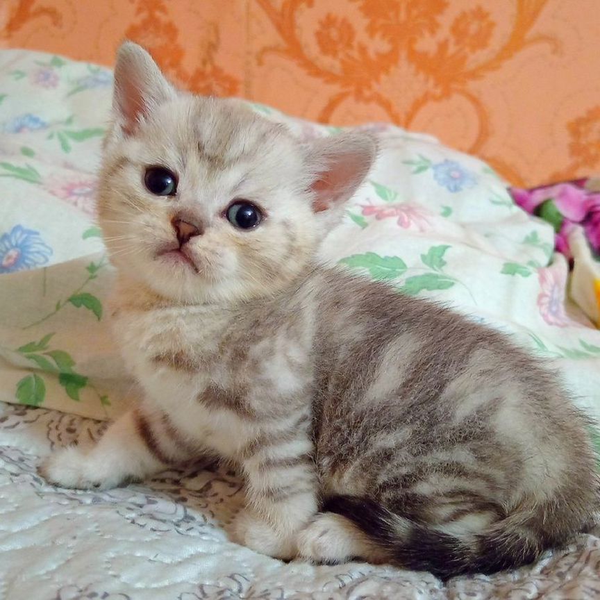 Шотландский прямоухий котенок
