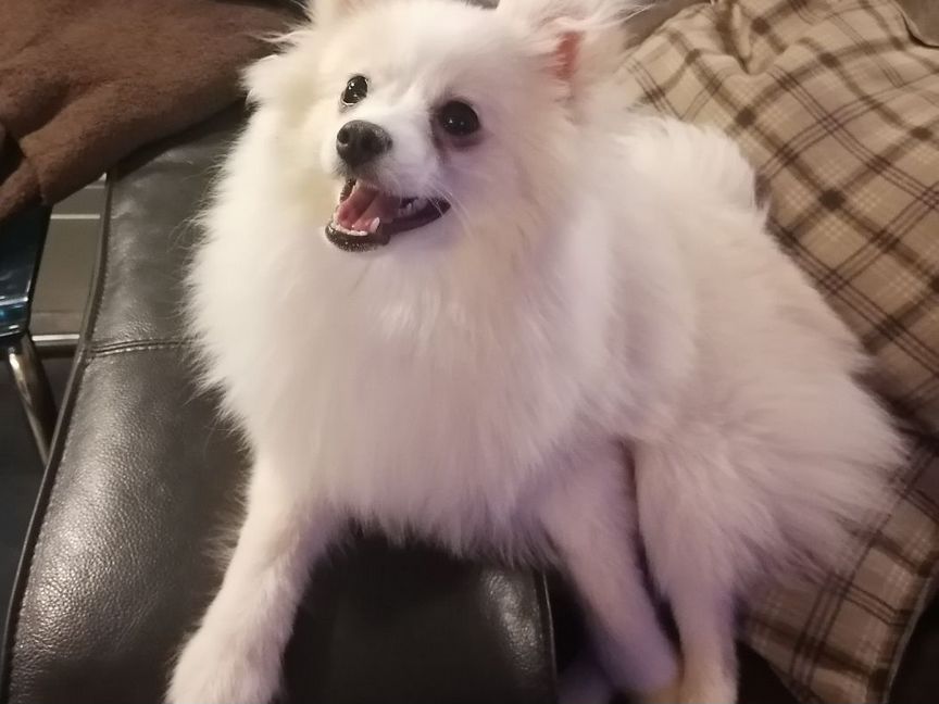 Немецкий шпиц девочка