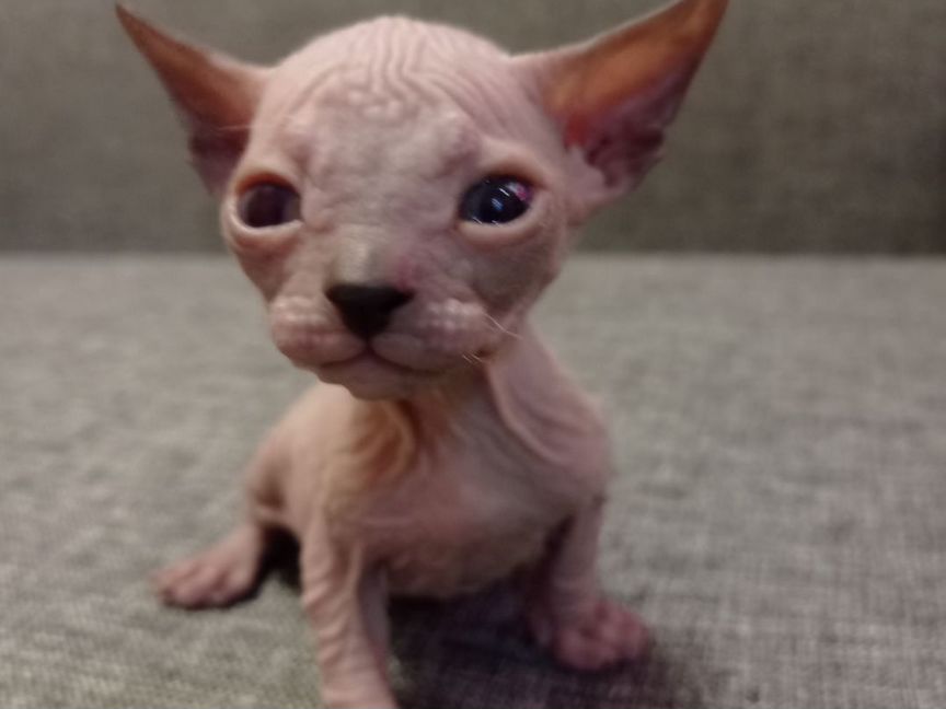 Донской сфинкс котята
