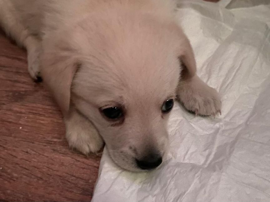 Продаю щенков