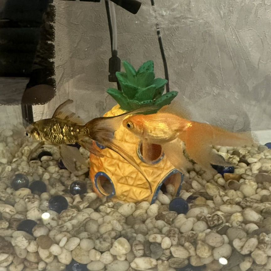 Аквариум с рыбками