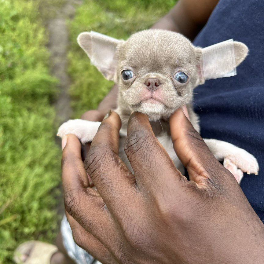 Чихуахуа лиловая красота