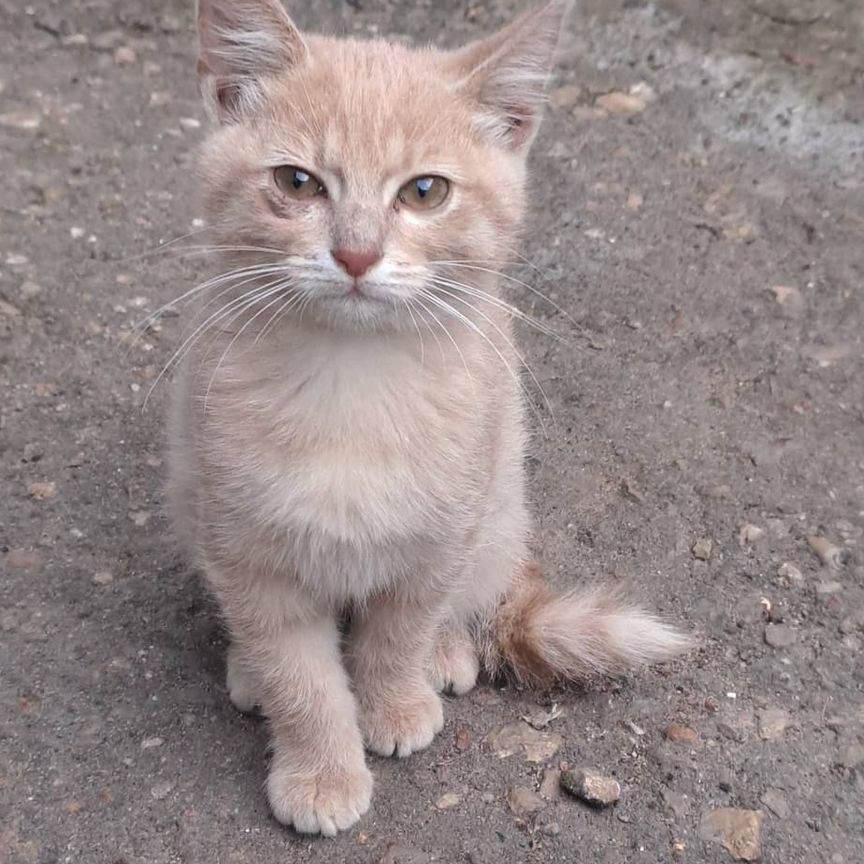 Котенок оставили под мусоркой,уехали. Семья, дом