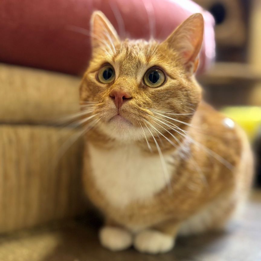 Взрослый кот в добрые руки