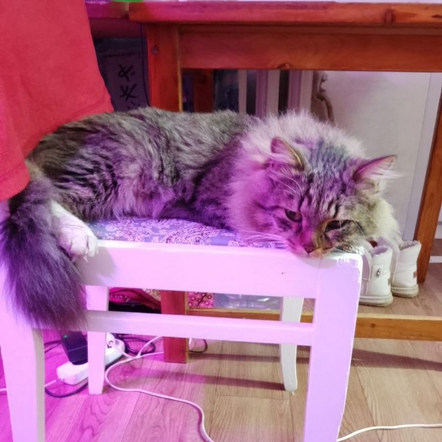 Вальяжный, спокойный кот Лёвушка