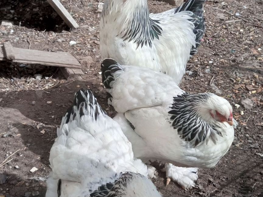 Инкубационное яйцо породы брама