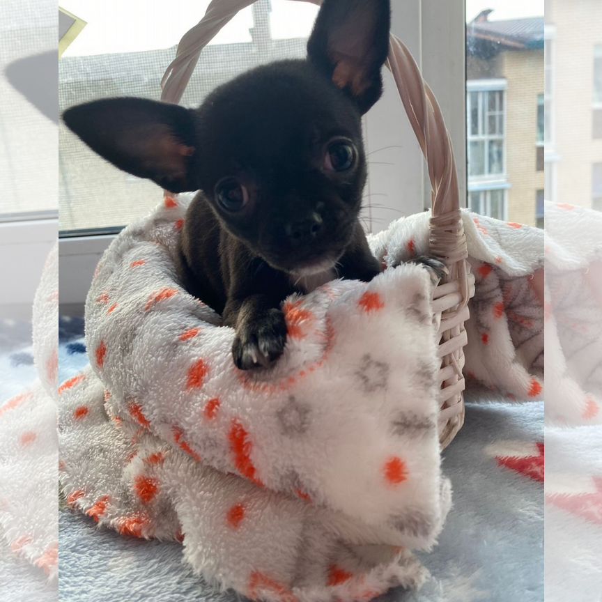 Чихуахуа, щенок