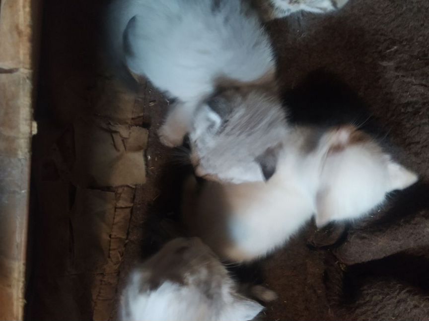 Котята, 1, 5 месяцев,две серенькие вислоухие