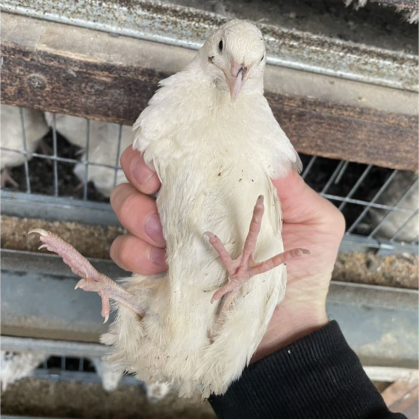 Перепела 1 месяц