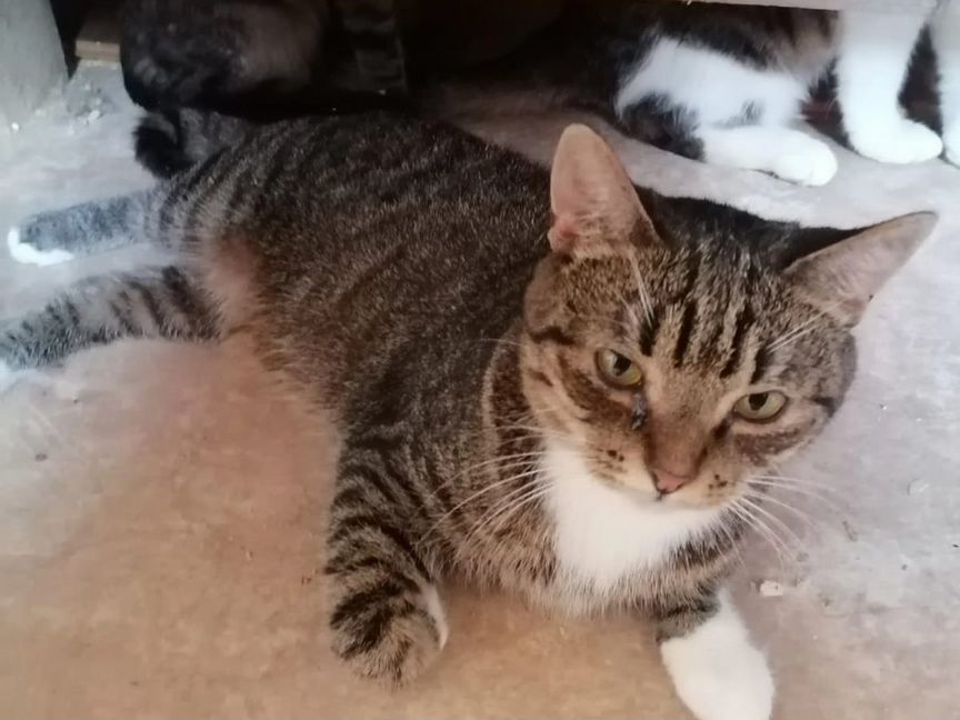 Котик Лютик в хорошие руки бесплатно