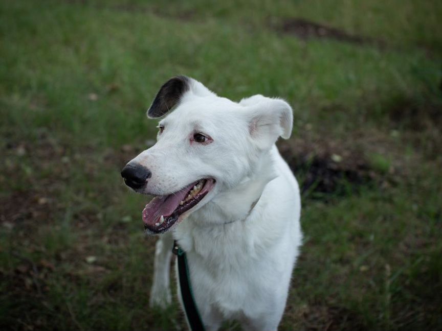 Пёс Кокос в добрые руки