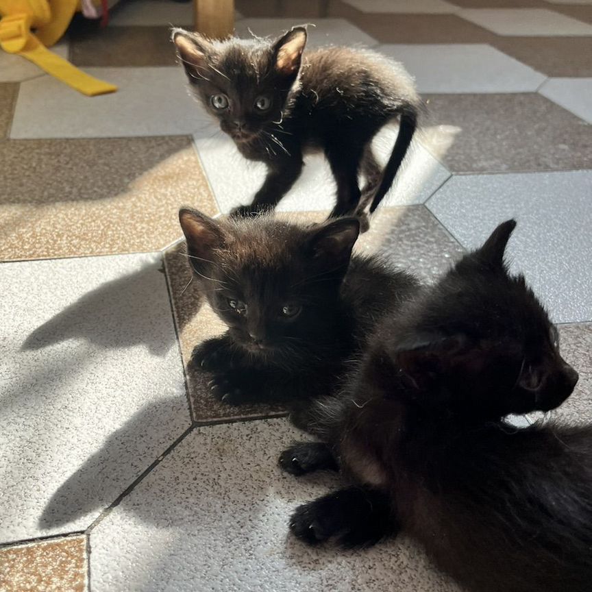 Котята