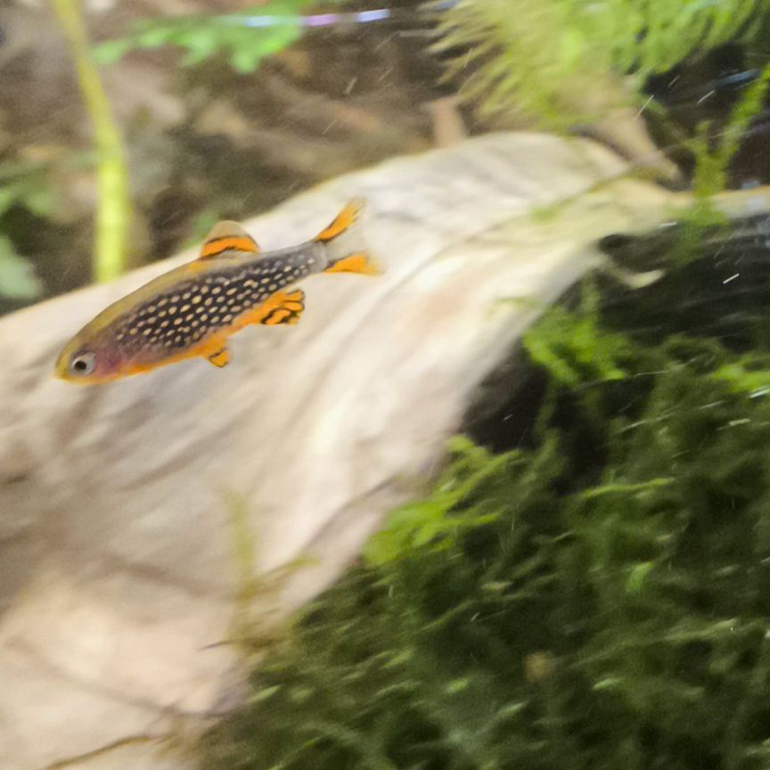 Микрорасбора галактика данио