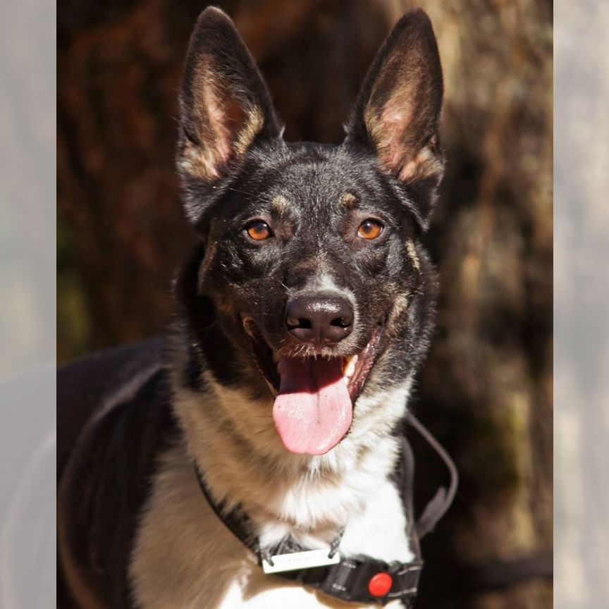 Взрослый пёс в добрые руки